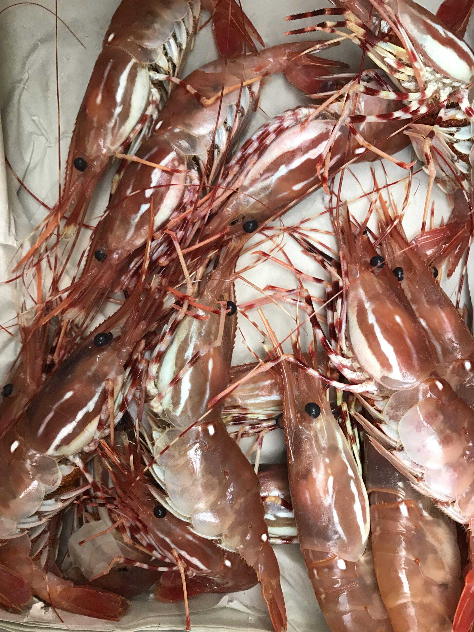 Shrimp & Prawns - Chef Curated Items for Your Menu - Hook to Fork