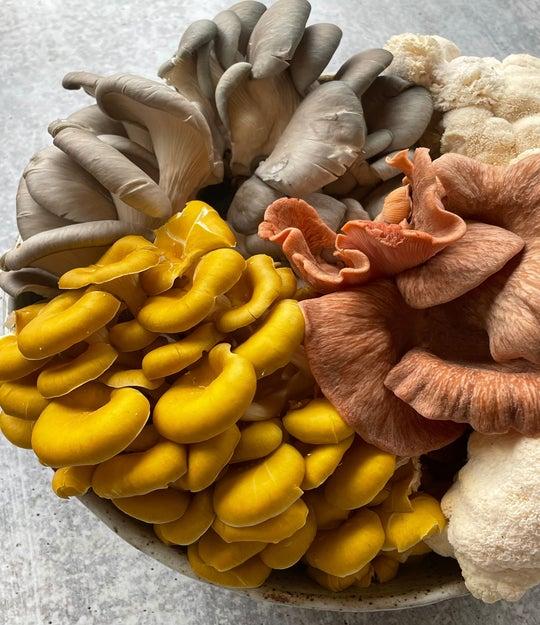 Fungi - Hook to Fork