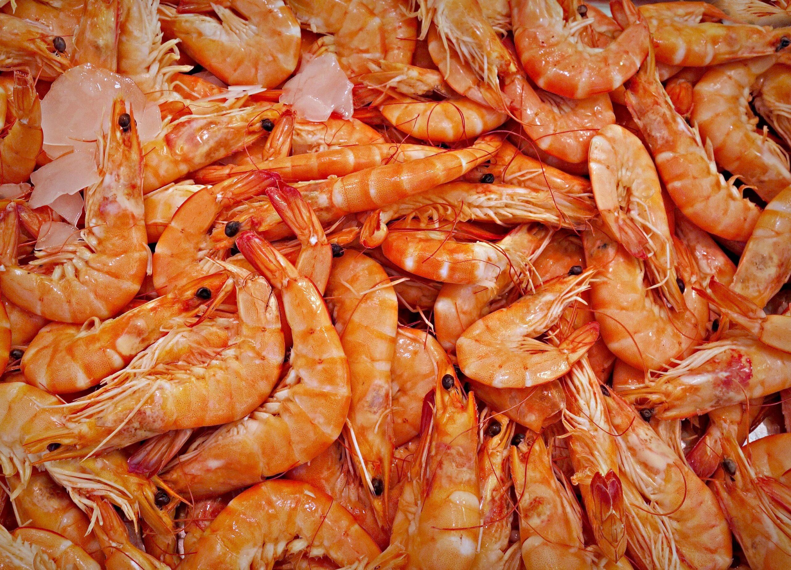 Shrimp & Prawns - Chef Curated Items for Your Menu - Hook to Fork