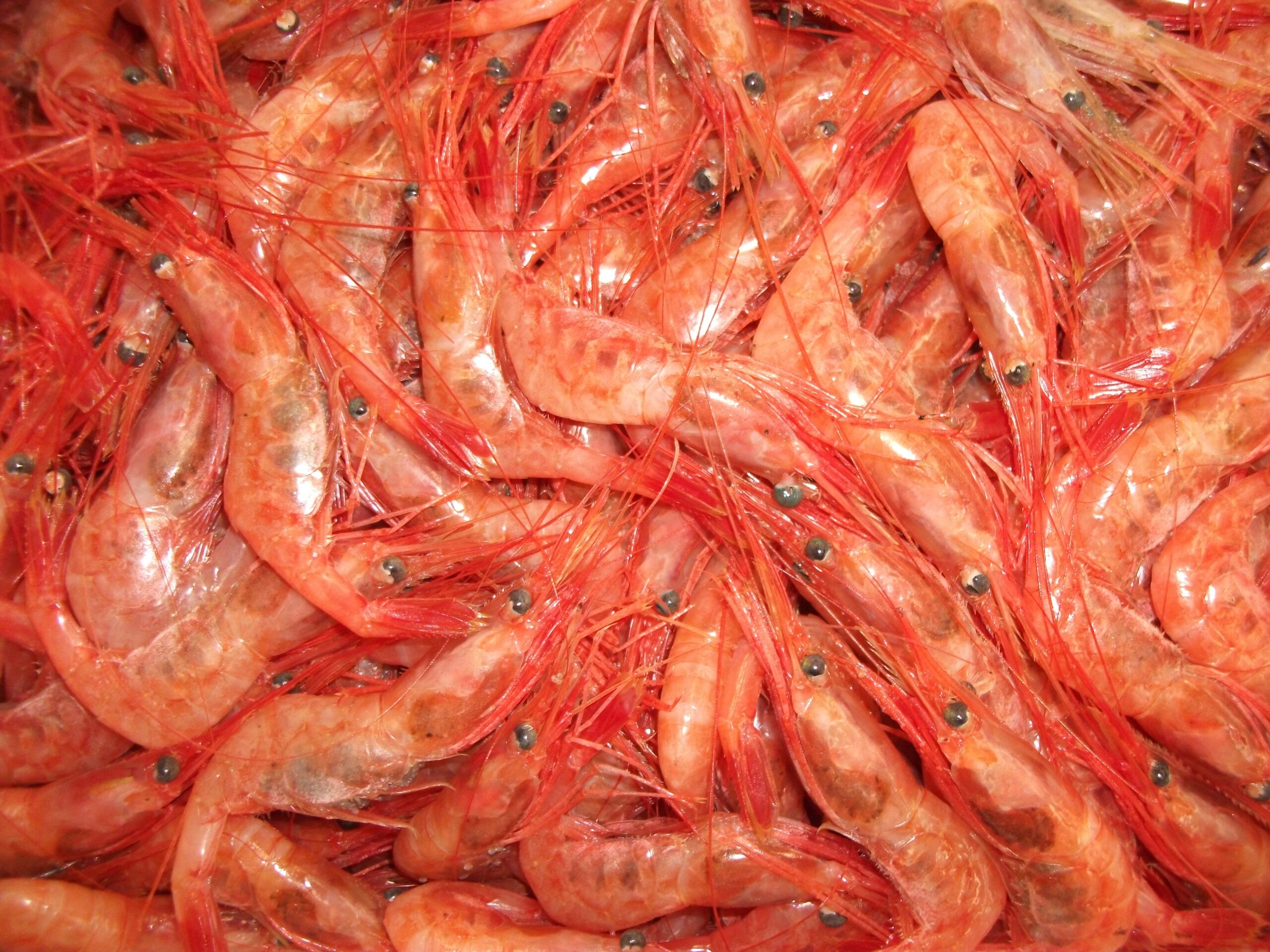 Shrimp & Prawns - Chef Curated Items for Your Menu - Hook to Fork