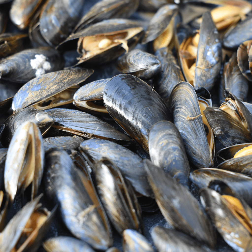 Mussels & Scallops - Hook to Fork